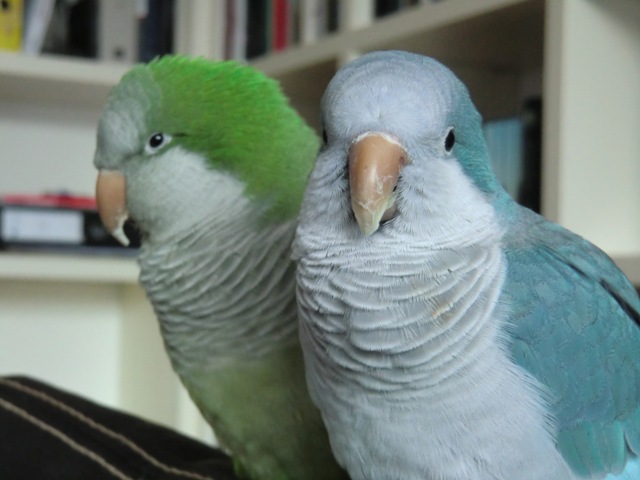 Zinc poisoning: Cage almost kills monk parakeet | Glorious ...