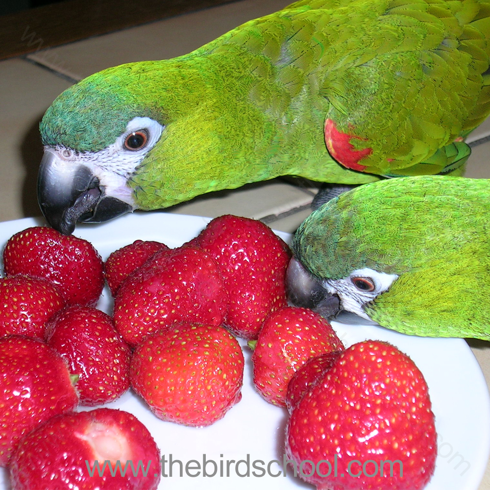 Parrot | Changing the diet - picky eater | Glorious Relationships With ...